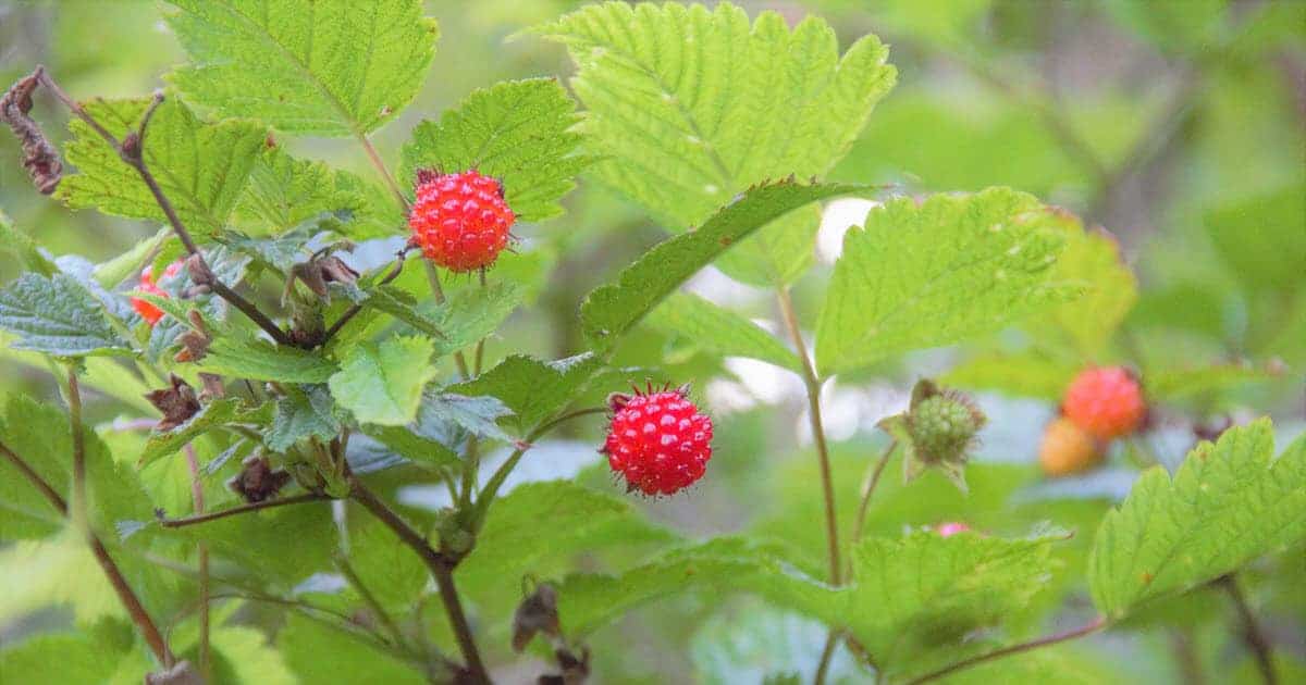 Berry Recipes | Bush Cooking